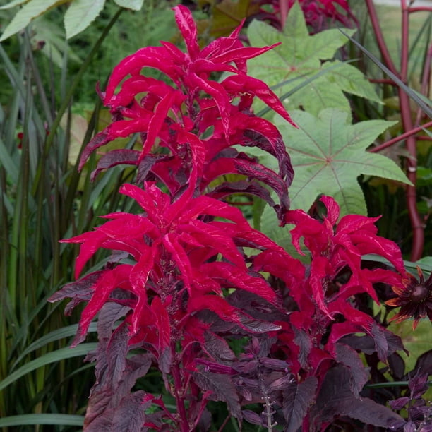 Eden Brothers Amaranthus Seeds - Molten Fire - Walmart Business Supplies