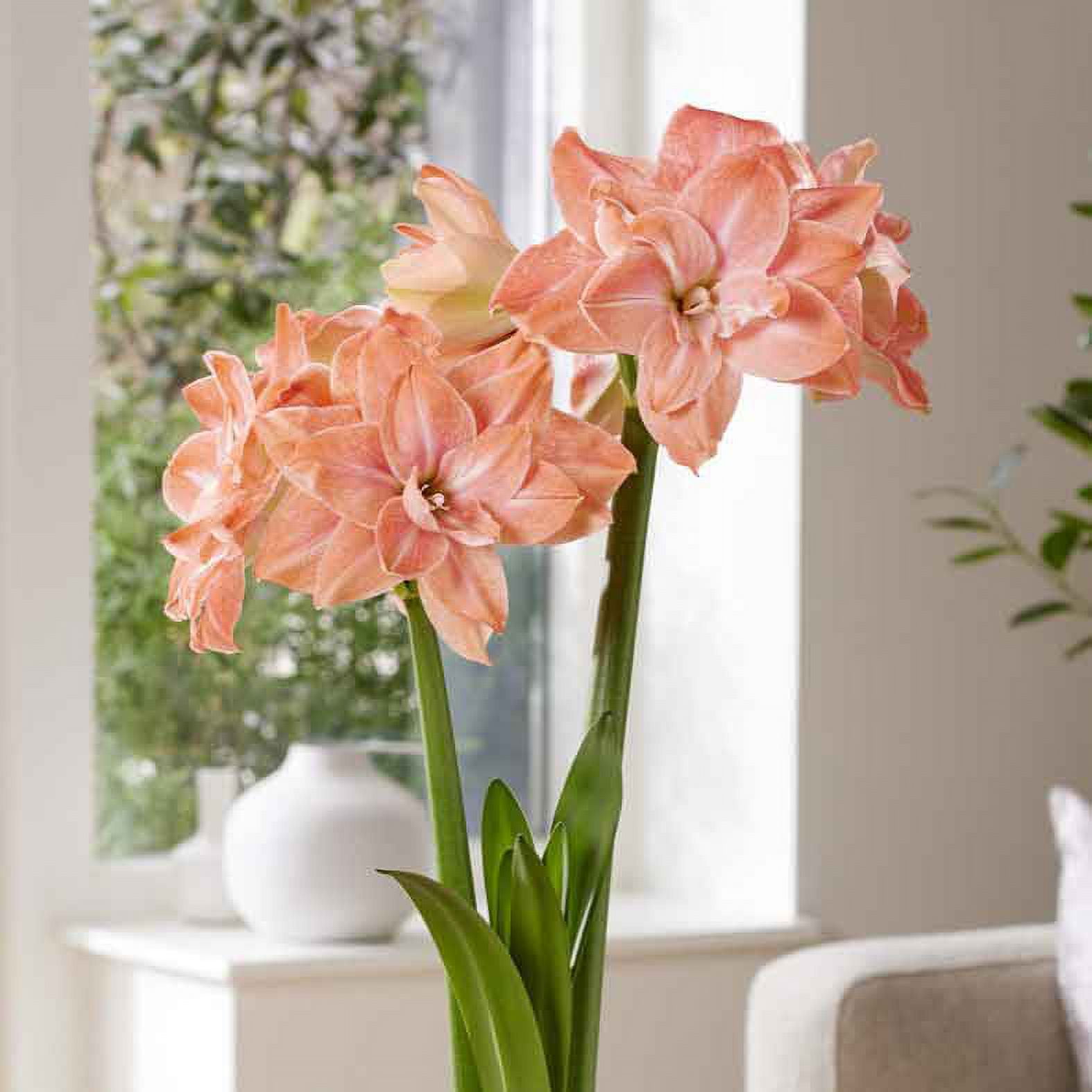 Eden Brothers Amaryllis Bulbs - Flamingo Amadeus - Walmart Business ...