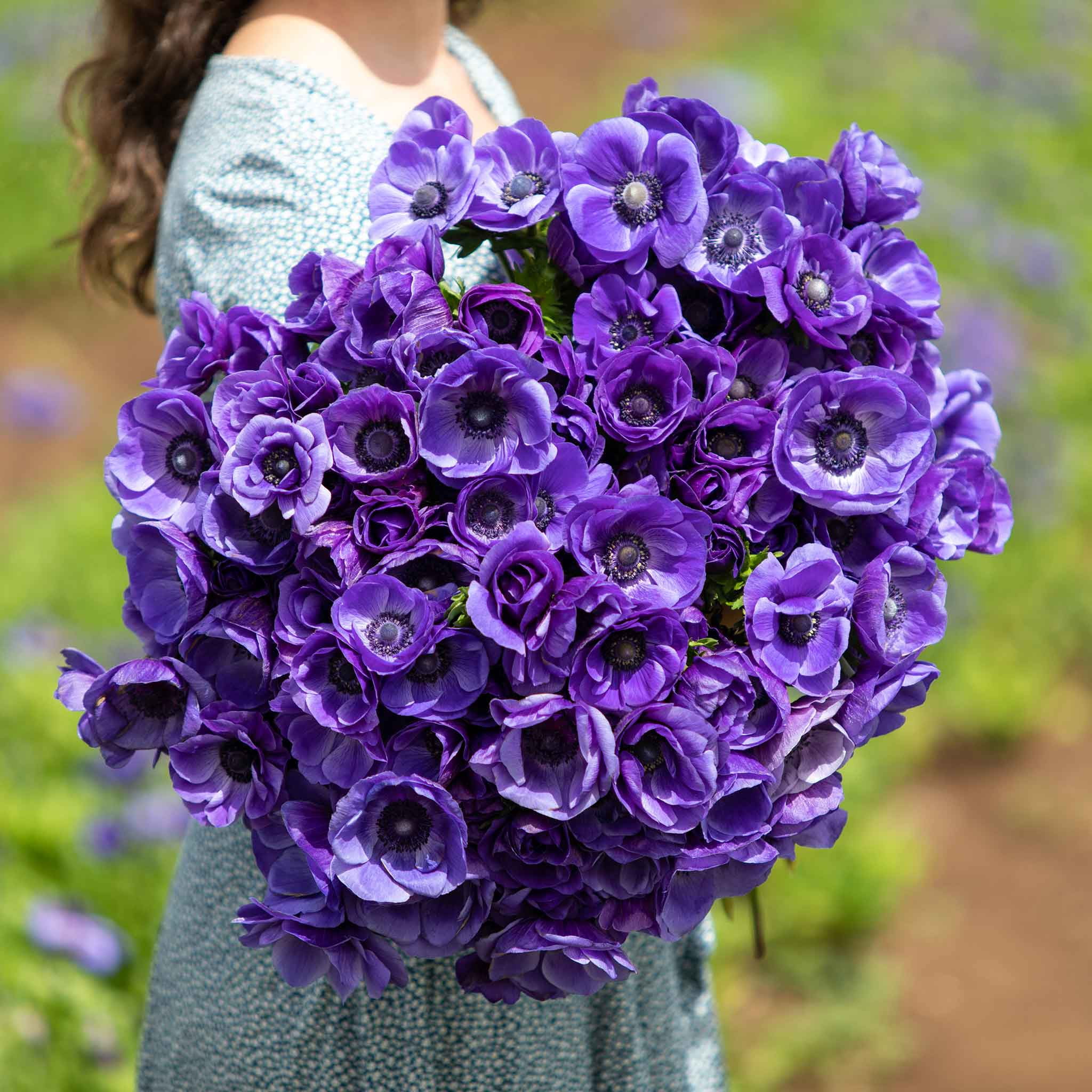 Eden Brothers Anemone Bulbs - De Caen Blue - Walmart Business Supplies