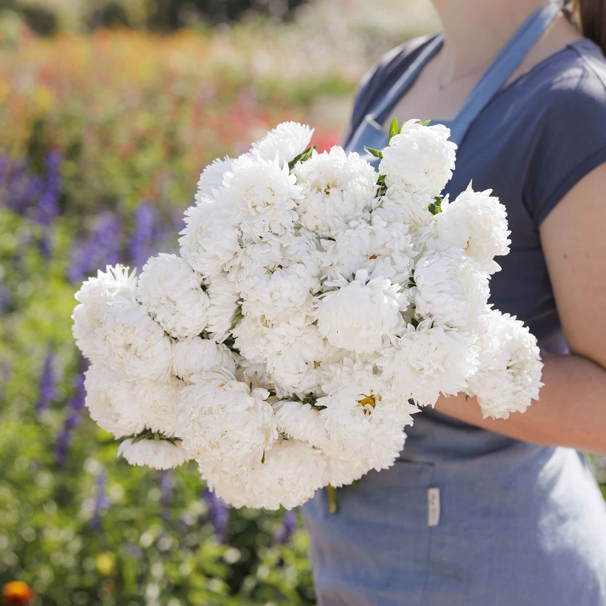 Eden Brothers Aster Seeds (Peony Duchess) - White - Walmart.com