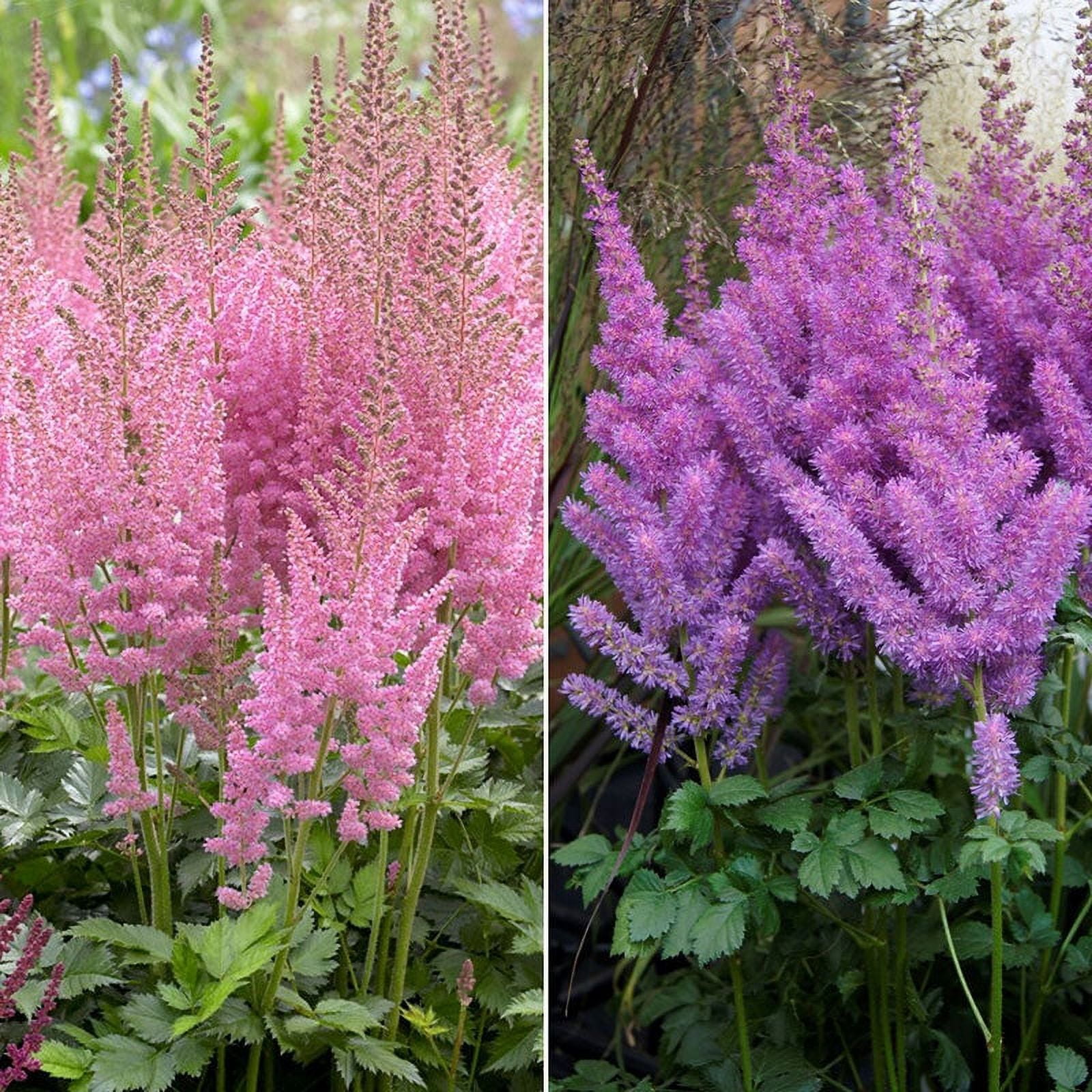 Eden Brothers Astilbe Roots - Pink & Purple Mix Non-GMO Bulbs for ...