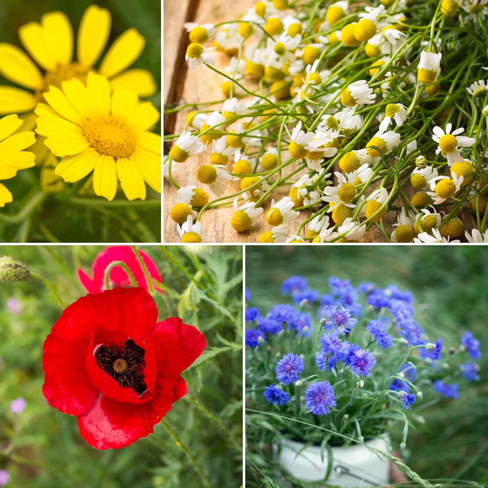 Eden Brothers Back to Basics Flower Mixed Seeds for Planting, 1 lb ...