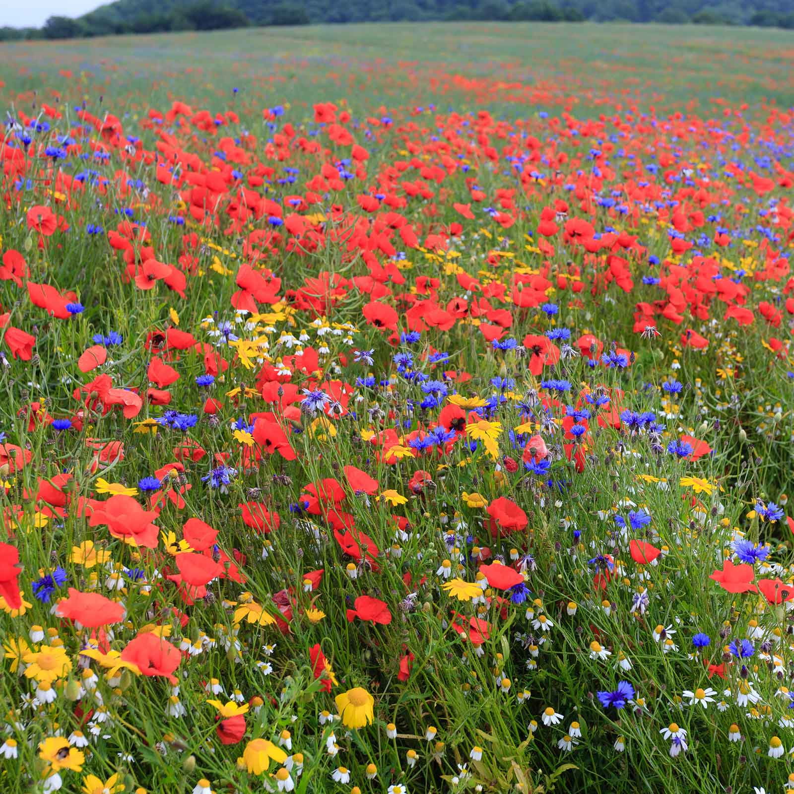 Eden Brothers Back to Basics Flower Mixed Seeds for Planting, 5 lb ...