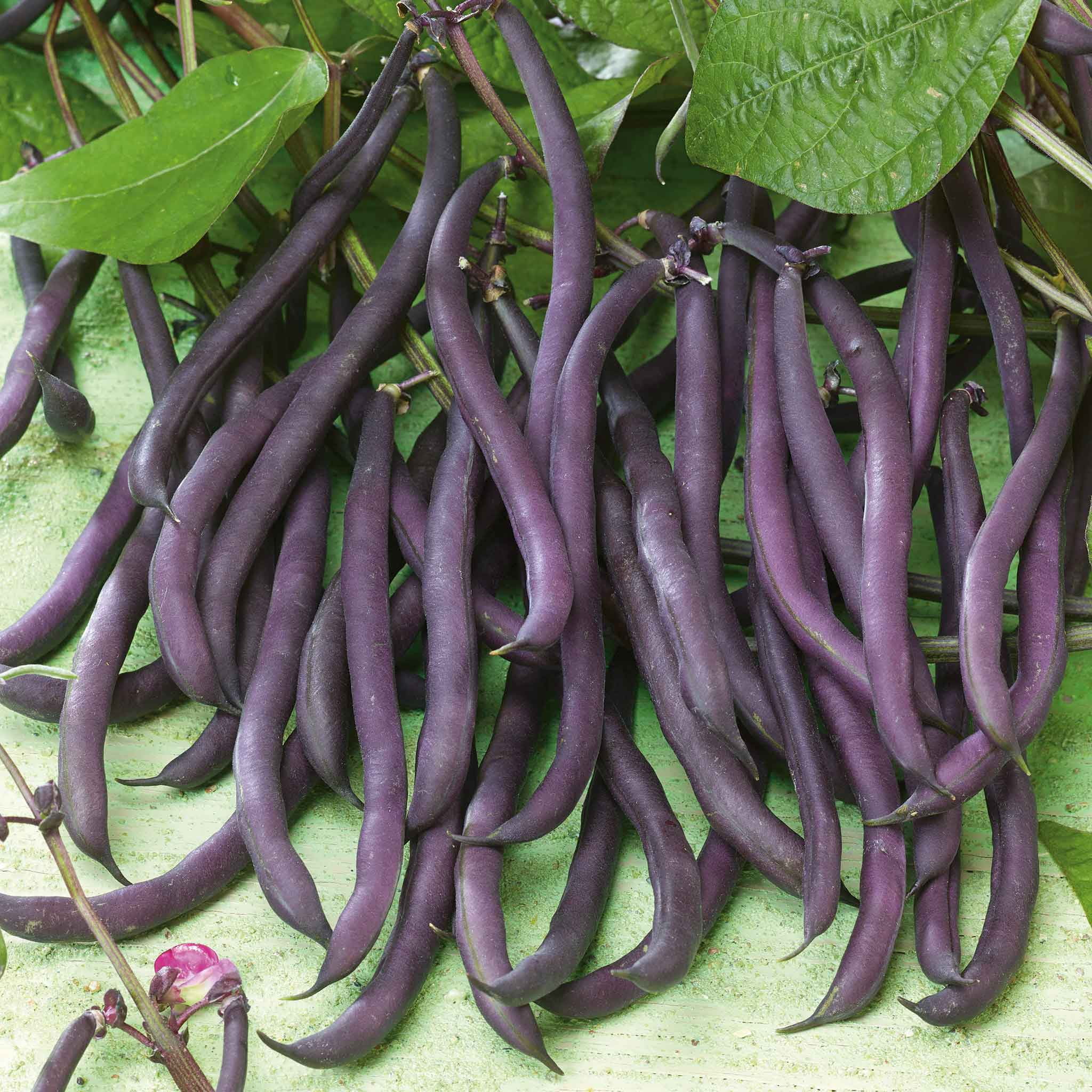Eden Brothers Bean Seeds (Bush) - Royal Burgundy Non-GMO Seeds for ...