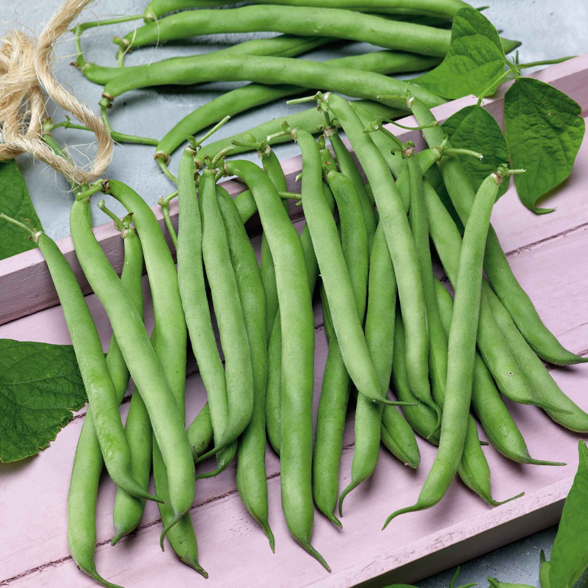 Eden Brothers Bean Seeds (Bush) - Tendergreen Non-GMO Seeds for ...