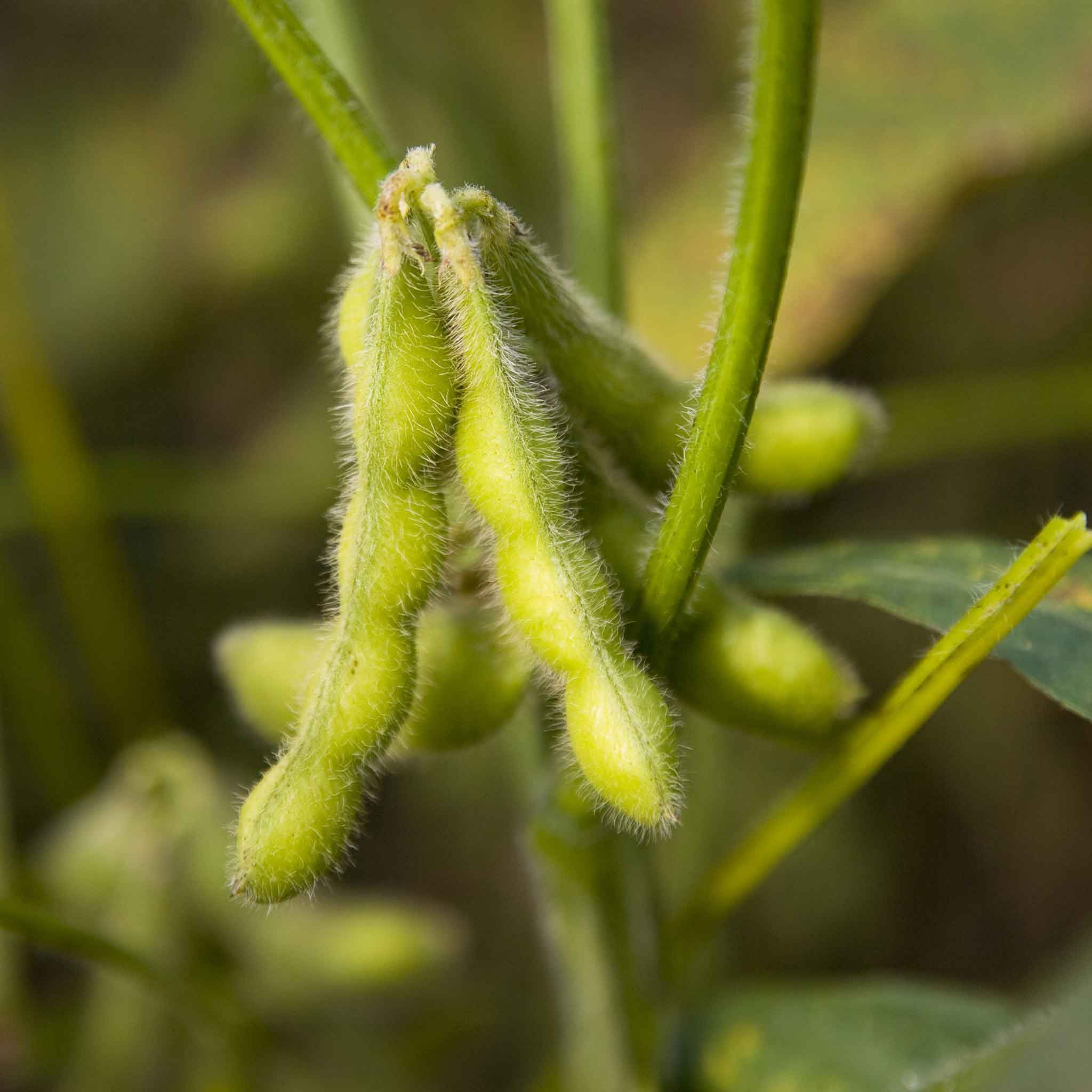 Eden Brothers Bean Seeds - Edamame - Walmart.com