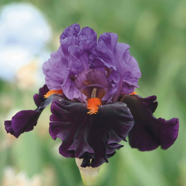 Eden Brothers Bearded Iris Bulbs - Sharp Dressed Man - Walmart.com