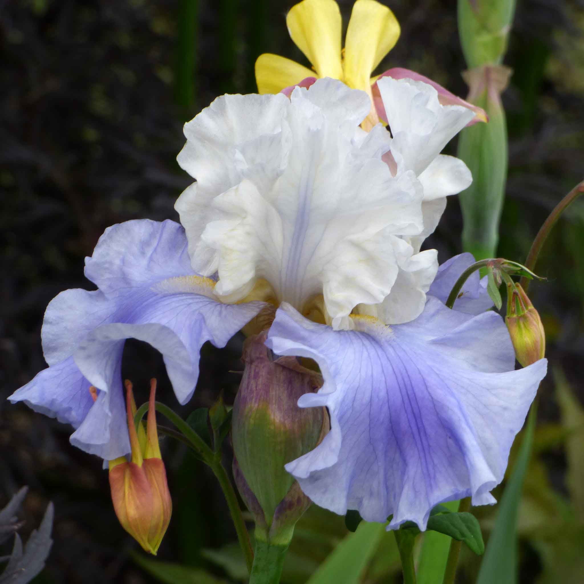 Eden Brothers Bearded Iris Bulbs - Stairway To Heaven - Walmart.com
