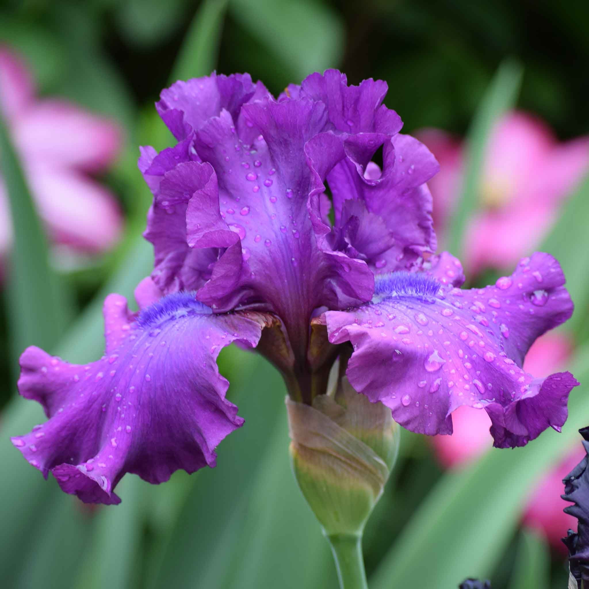 Eden Brothers Bearded Iris Bulbs - Swingtown - Walmart.com