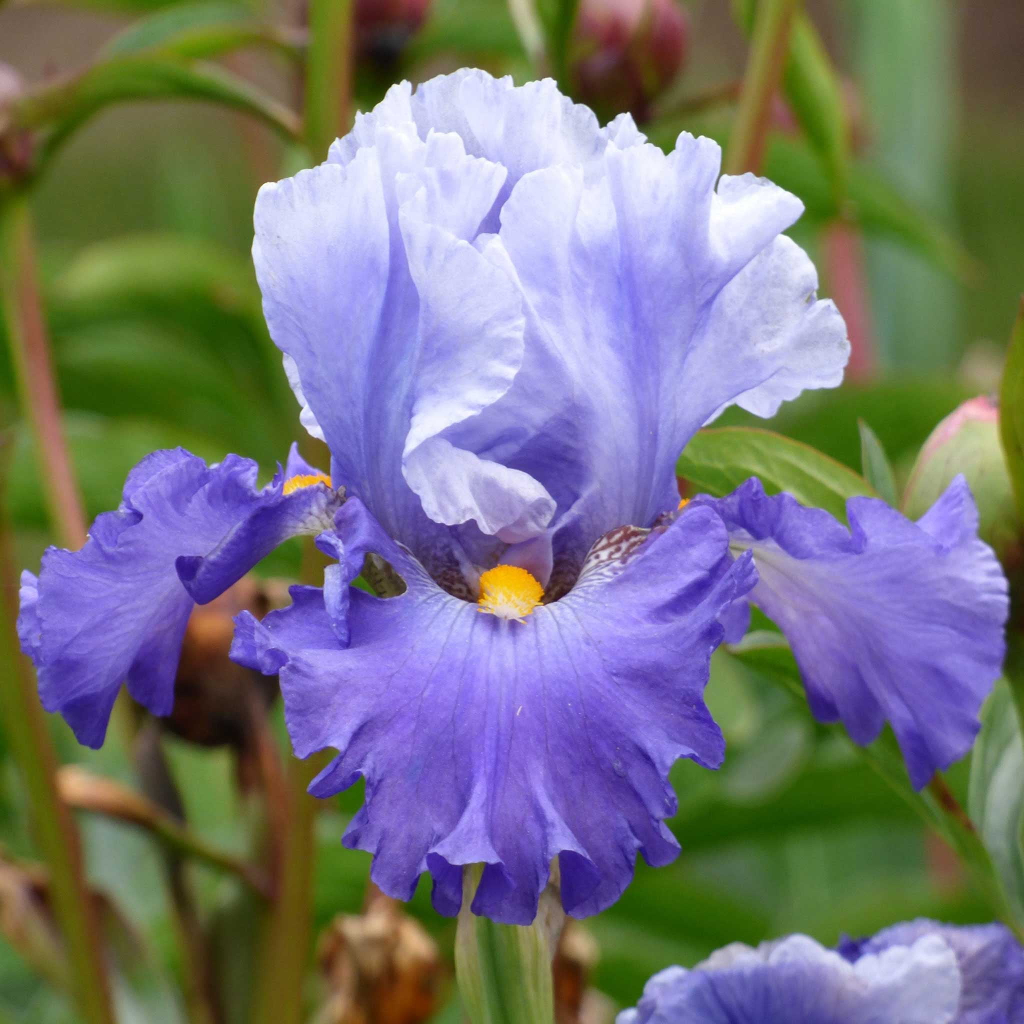 Eden Brothers Bearded Iris (Fall-Planted) Chicago Wins It - Non-GMO Bulbs for Planting, 5 bulbs ...