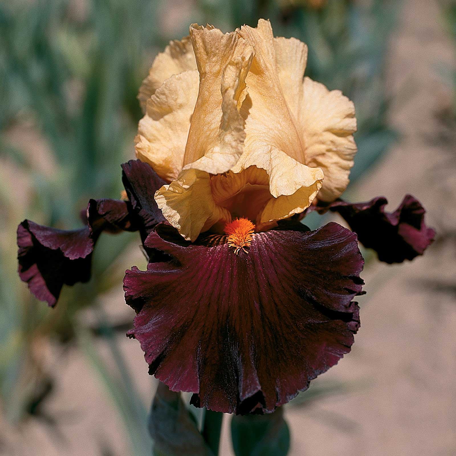 Eden Brothers Bearded Iris - Idol - Walmart Business Supplies