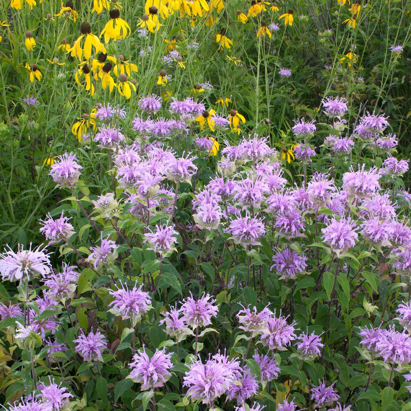 Eden Brothers Bee Balm Seeds - Wild Bergamot - Walmart.com