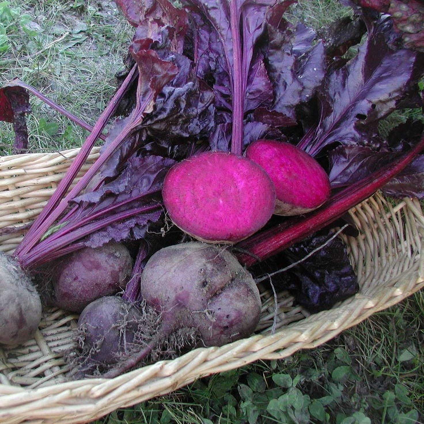 Eden Brothers Beet Seeds - Bulls Blood Non-GMO Seeds for Planting, 1 ...