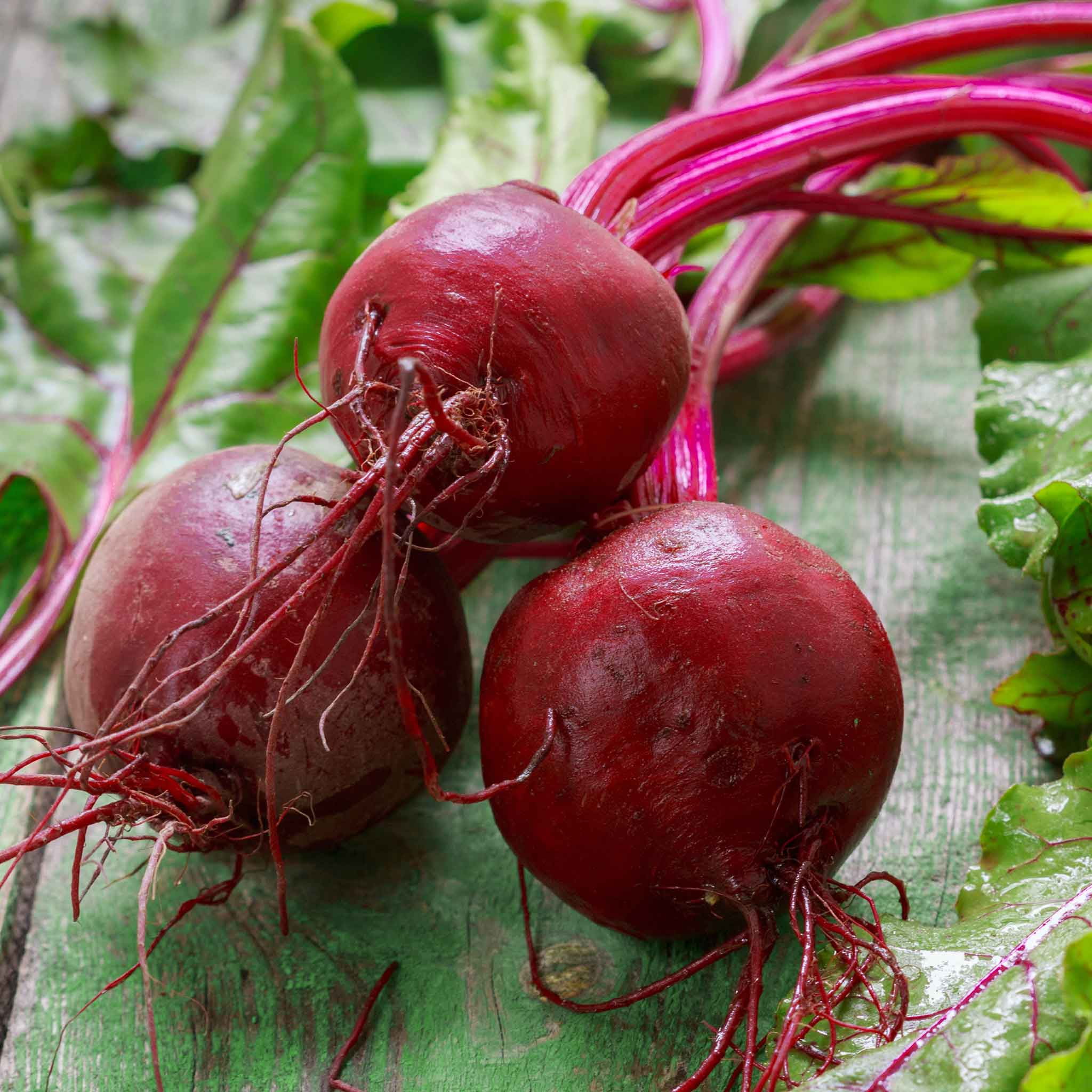Eden Brothers Beet Seeds - Early Wonder - Walmart.com
