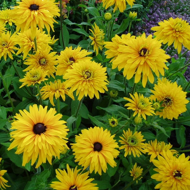 Eden Brothers Black Eyed Susan Seeds - Double Golden Gloriosa - Walmart ...
