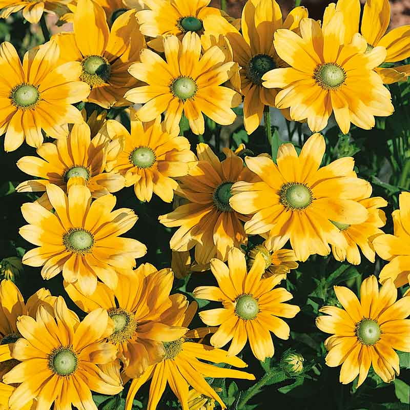Eden Brothers Black Eyed Susan Seeds - Green Eyes - Walmart Business ...