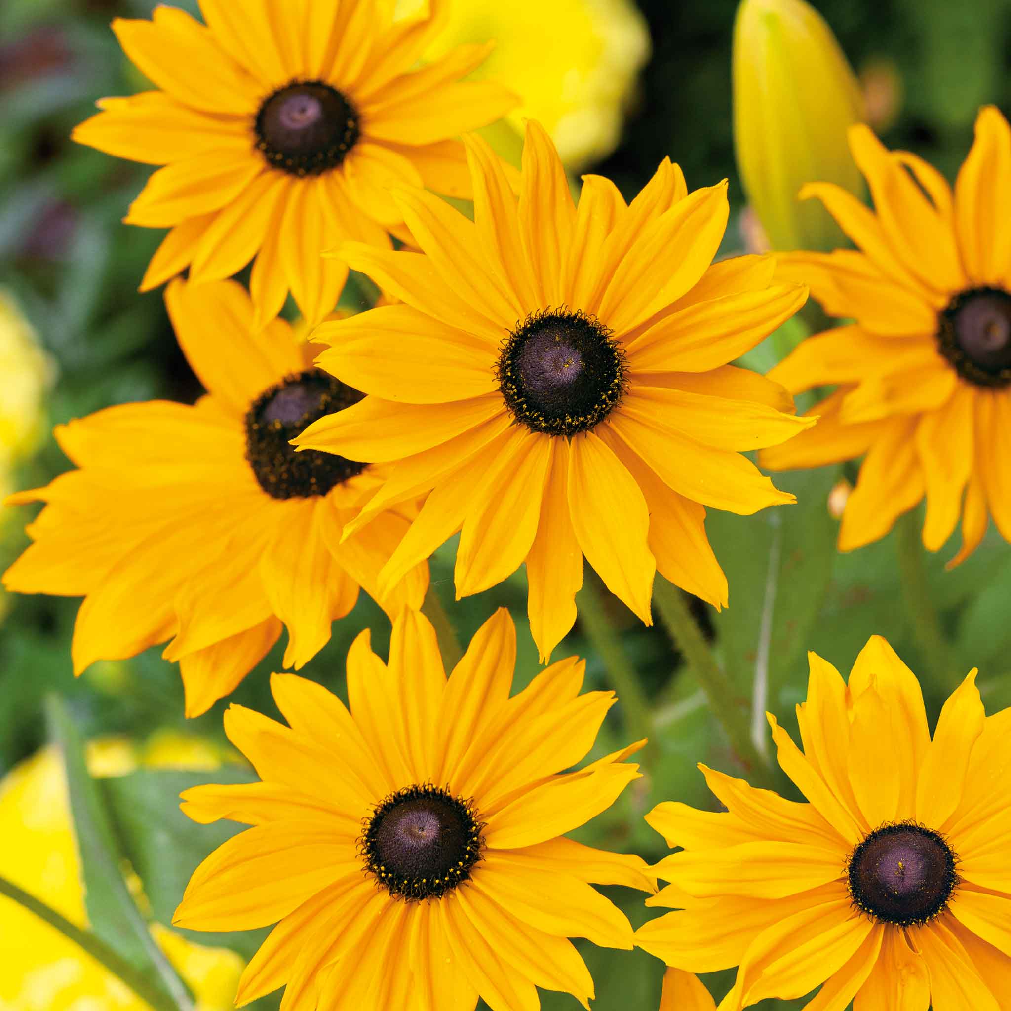 Eden Brothers Black Eyed Susan Seeds - Marmalade - Walmart.com