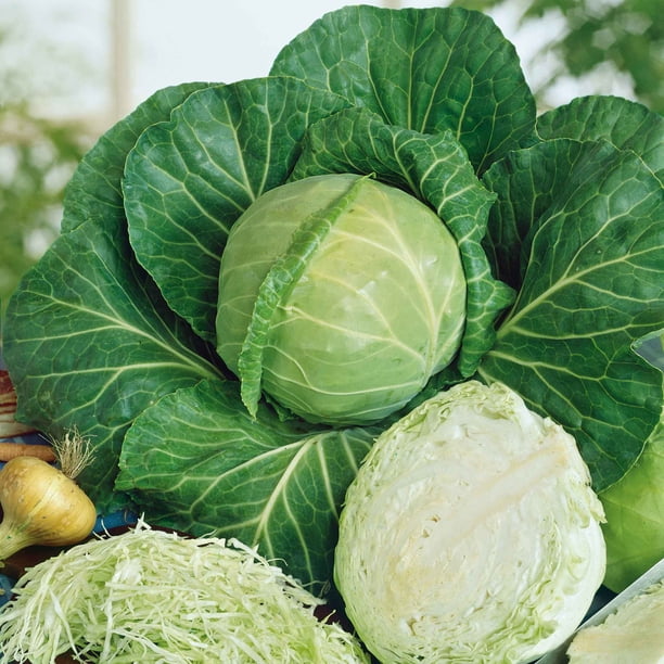 Eden Brothers Cabbage Seeds - Golden Acre - Walmart Business Supplies