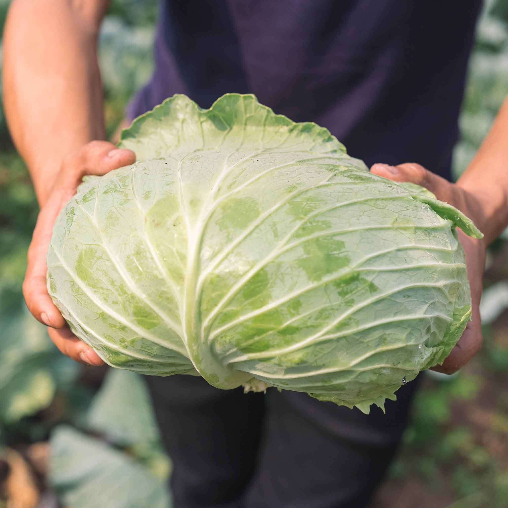 Eden Brothers Cabbage Seeds - Late Flat Dutch - Walmart.com
