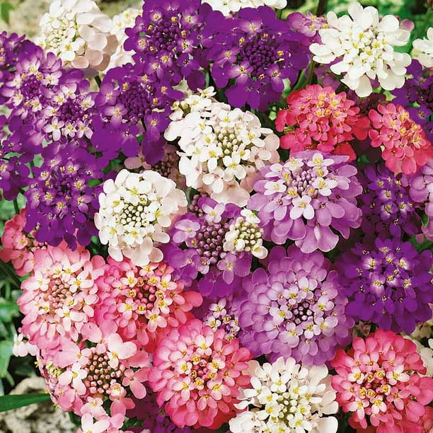 Eden Brothers Candytuft Seeds (Dwarf) - Fairy Mix - Walmart Business Supplies