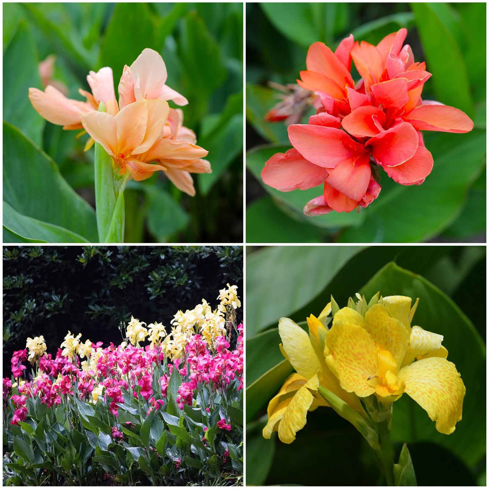 Eden Brothers Canna Lily Bulbs - Pastel Mix - Walmart.com
