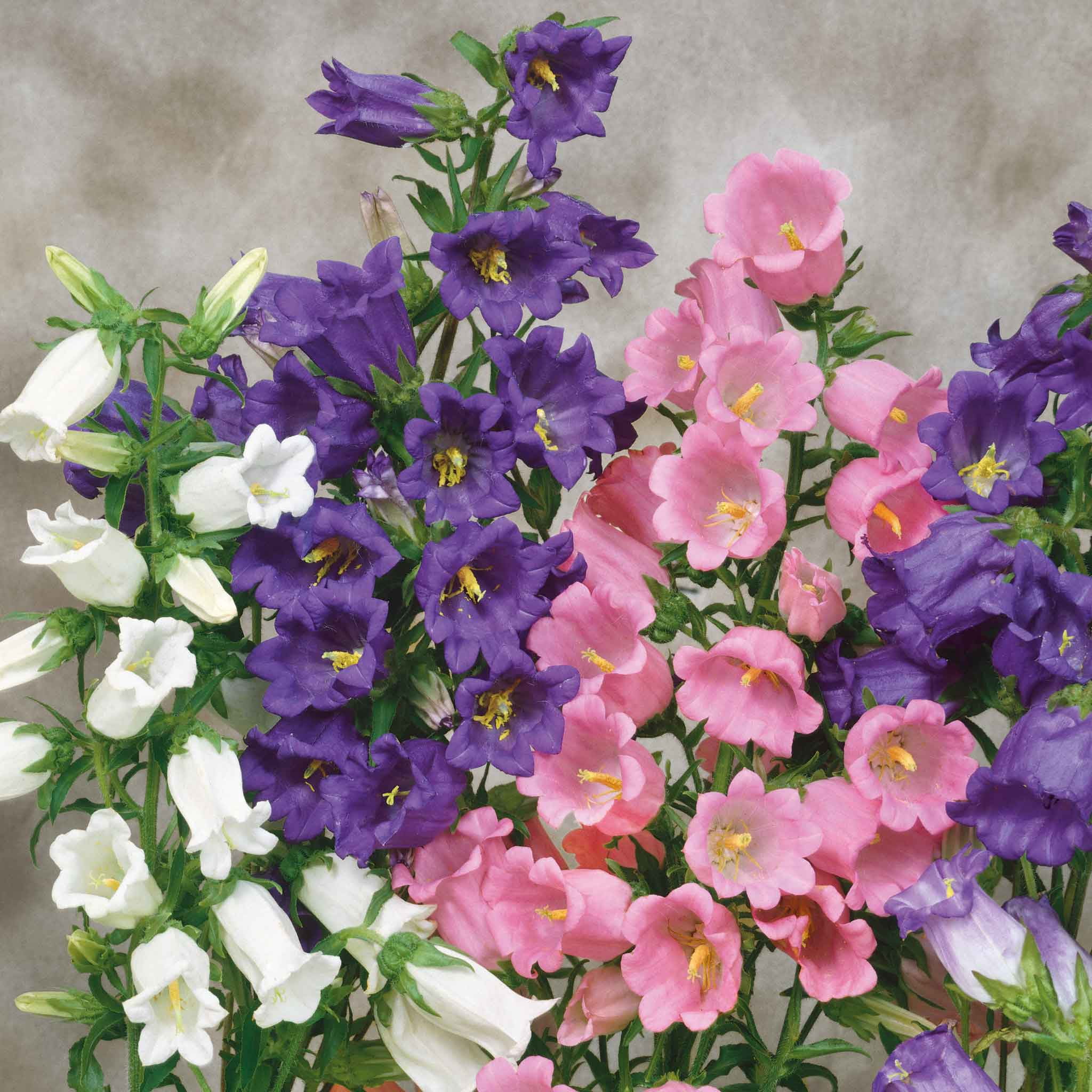Eden Brothers Canterbury Bells Seeds - Mixed - Walmart.com