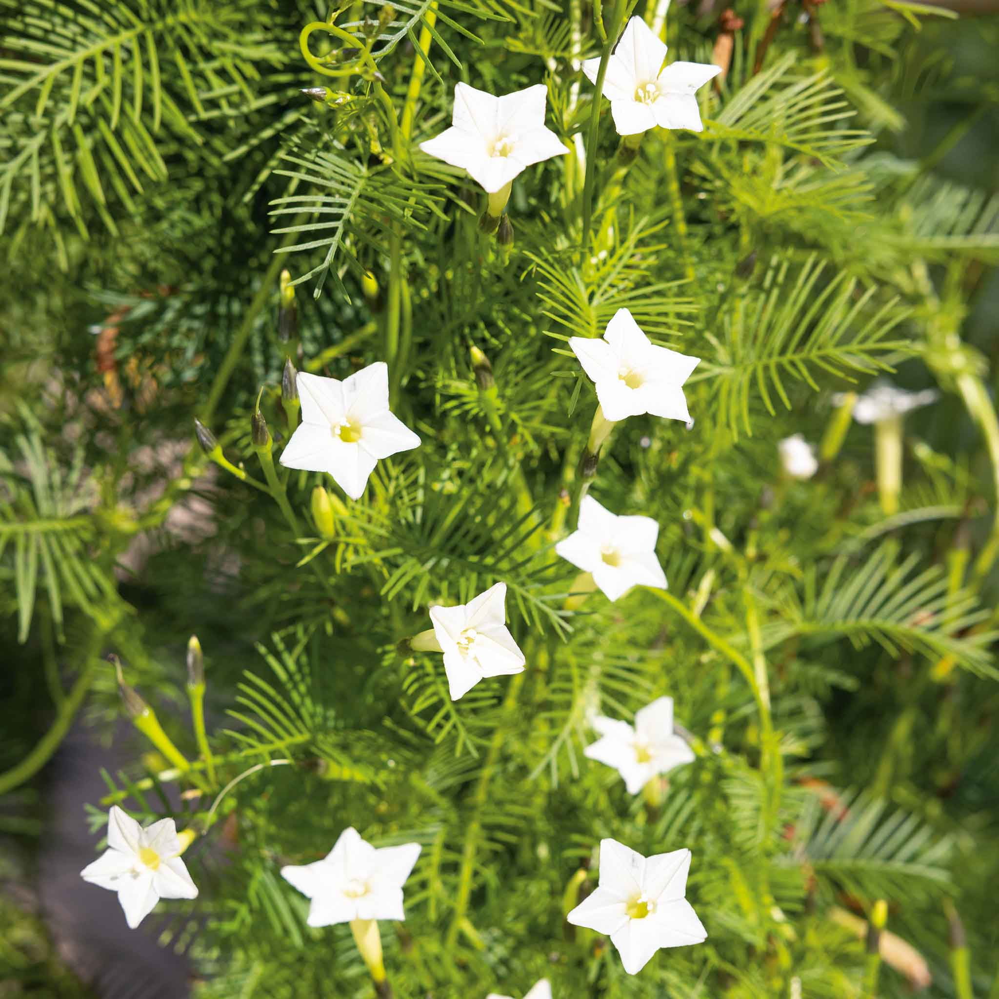 Eden Brothers Cardinal Climber Seeds - White - Walmart Business Supplies