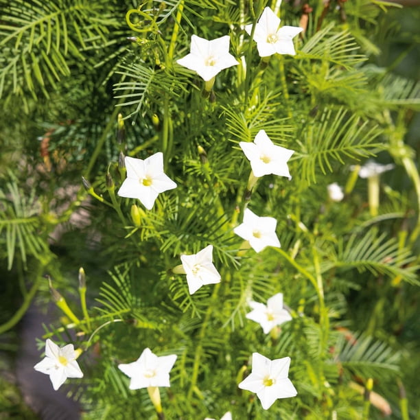 Eden Brothers Cardinal Climber Seeds - White - Walmart Business Supplies