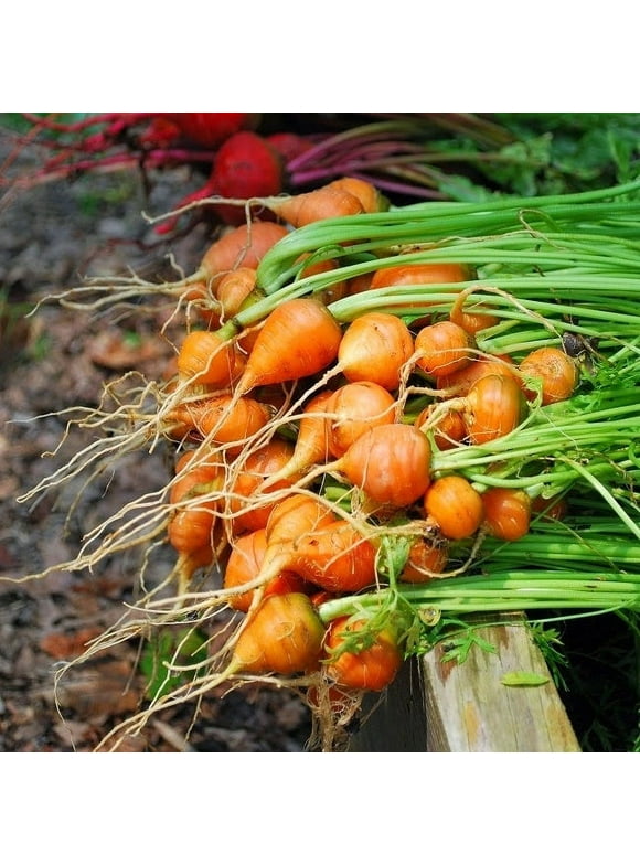 Carrot Seeds in Seed Gardening - Walmart.com
