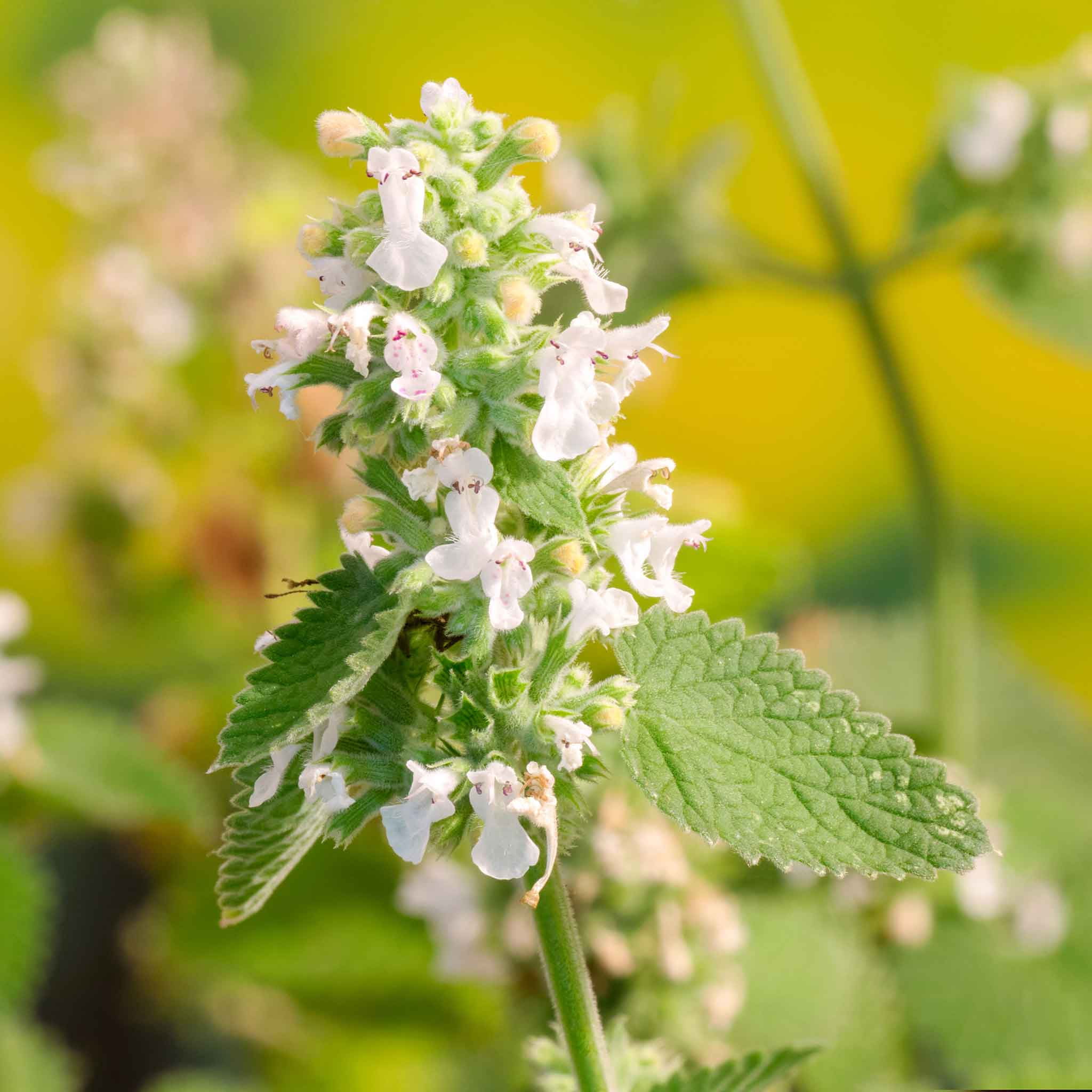 Eden Brothers Catnip Seeds (Organic) - Walmart.com