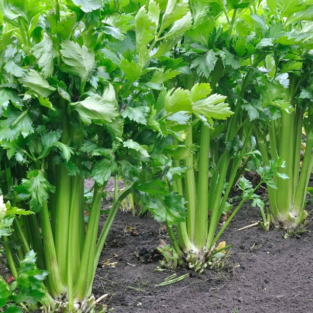Eden Brothers Celery Seeds (Organic) - Tall Utah - Walmart Business ...