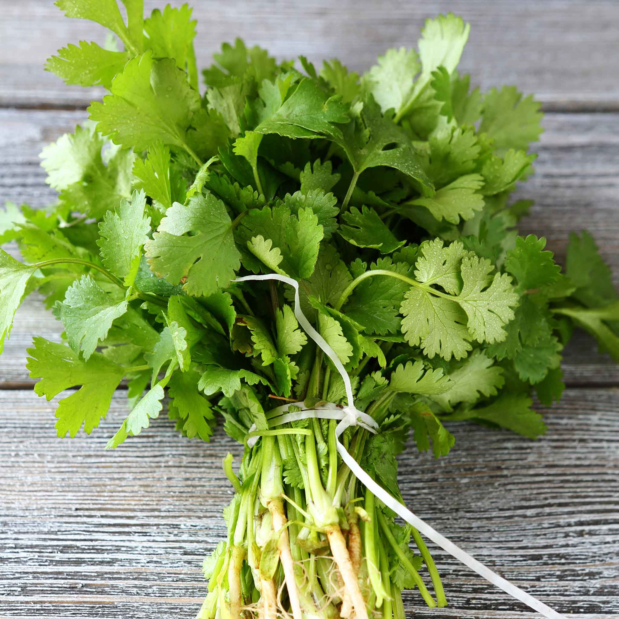 Eden Brothers Cilantro/Coriander Seeds - Walmart.com