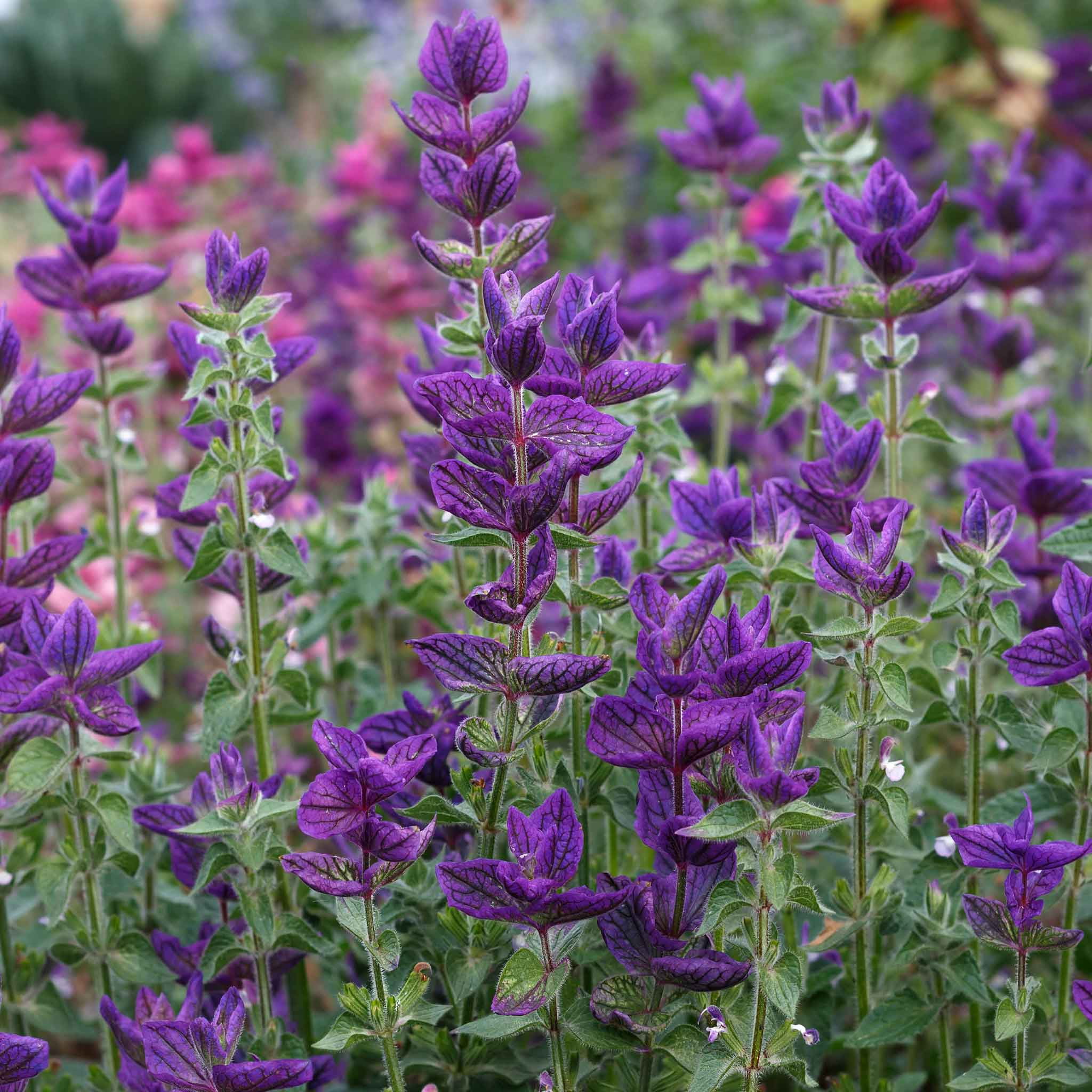 Eden Brothers Clary Sage Seeds - Blue Monday - Walmart.com