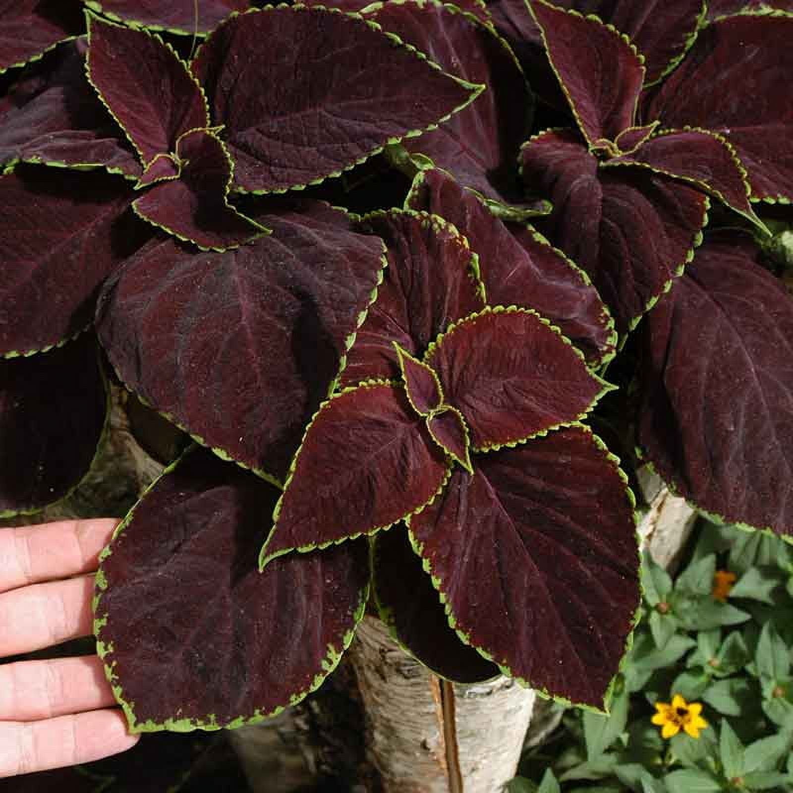 Eden Brothers Coleus Seeds - Chocolate Mint - Walmart.com