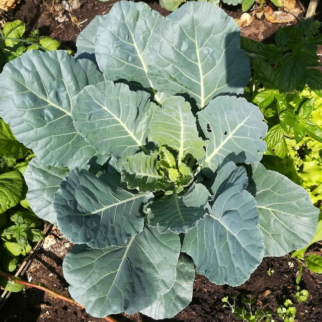 Eden Brothers Collard Seeds - Champion - Walmart.com
