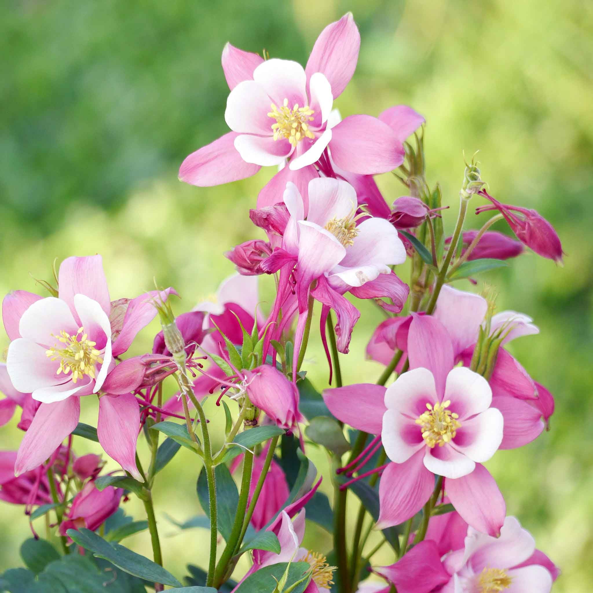 Eden Brothers Columbine Seeds - Rose Star - Walmart.com