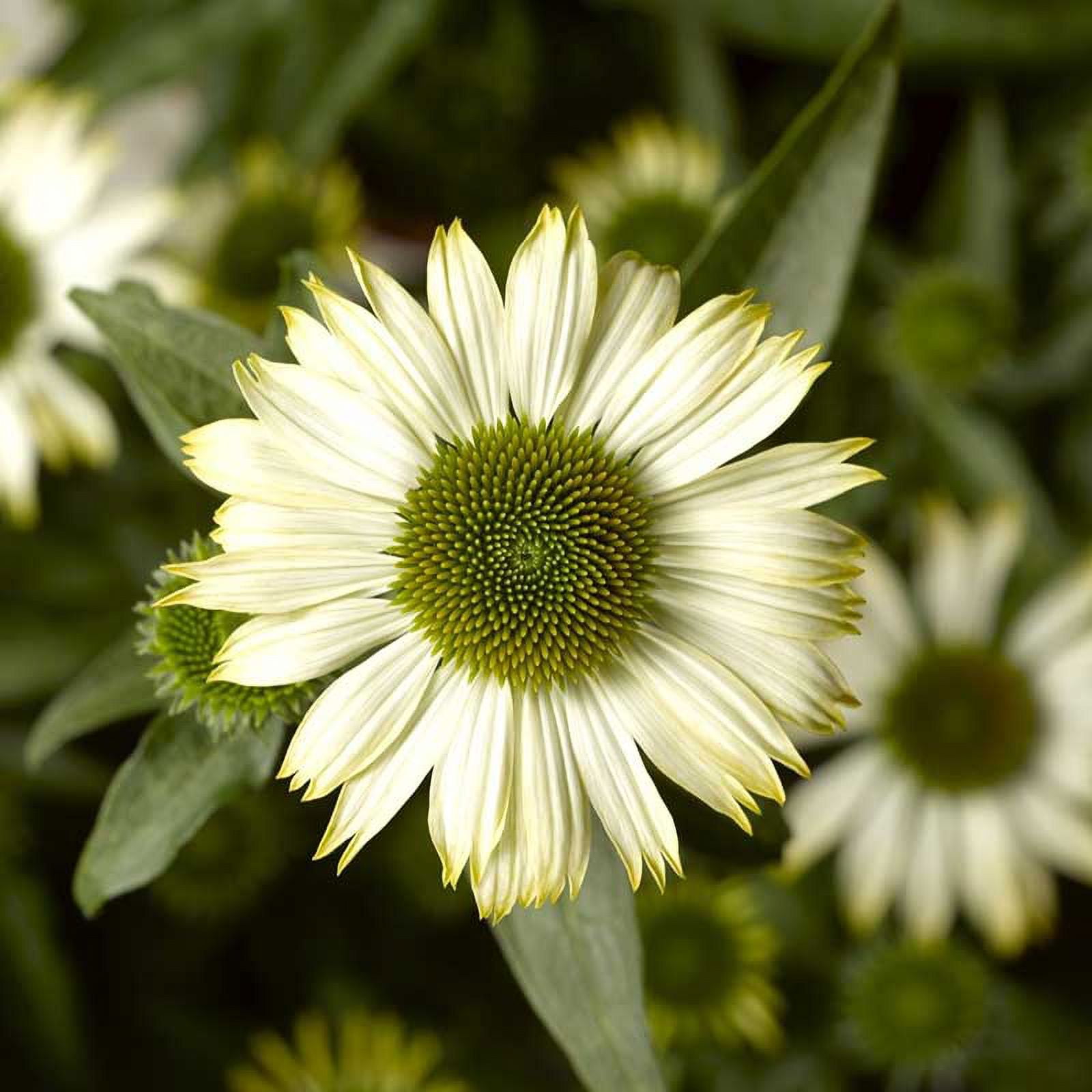 Eden Brothers Coneflower Seeds - Compact Prairie Splendor White ...