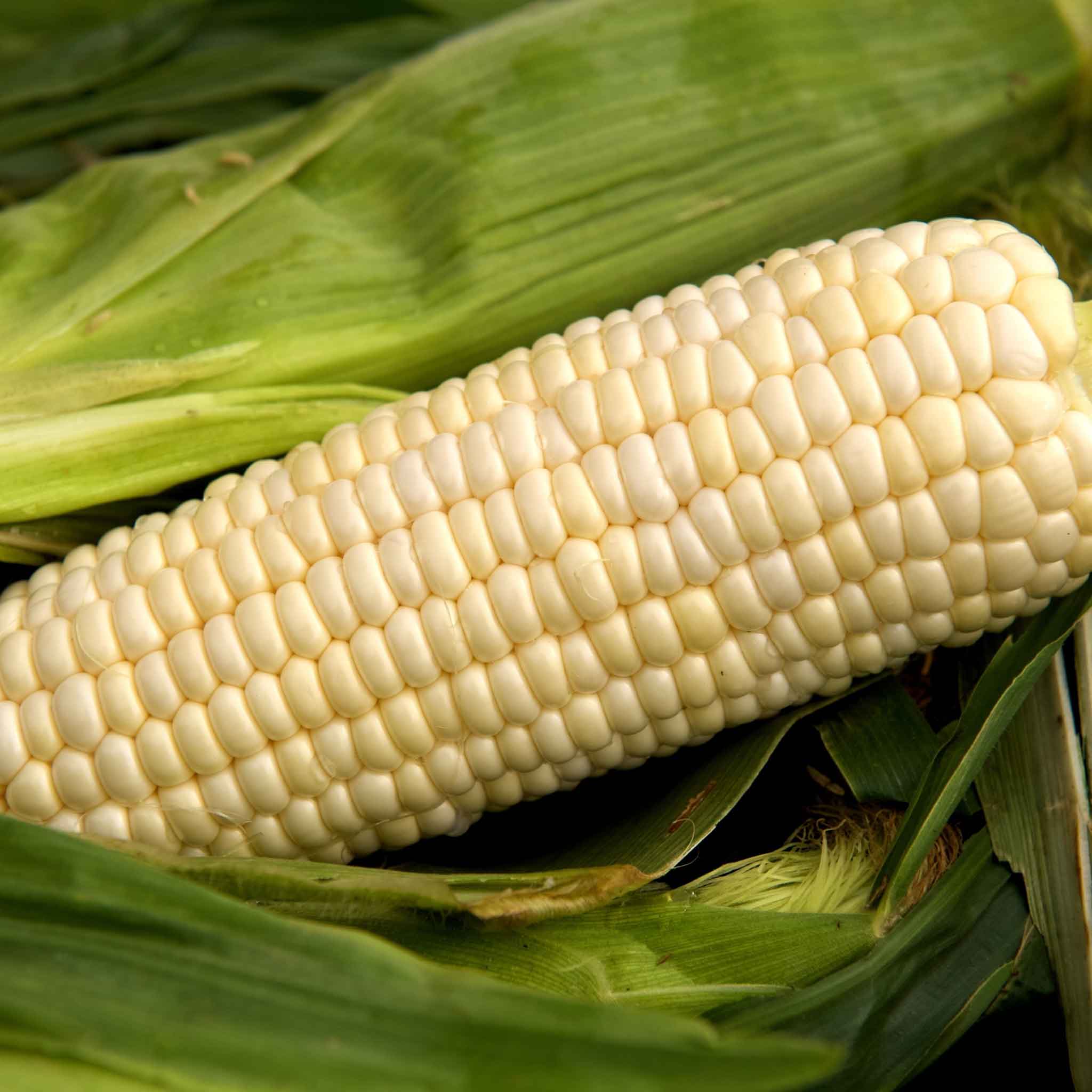 Eden Brothers Corn Seeds - Argent - Walmart.com
