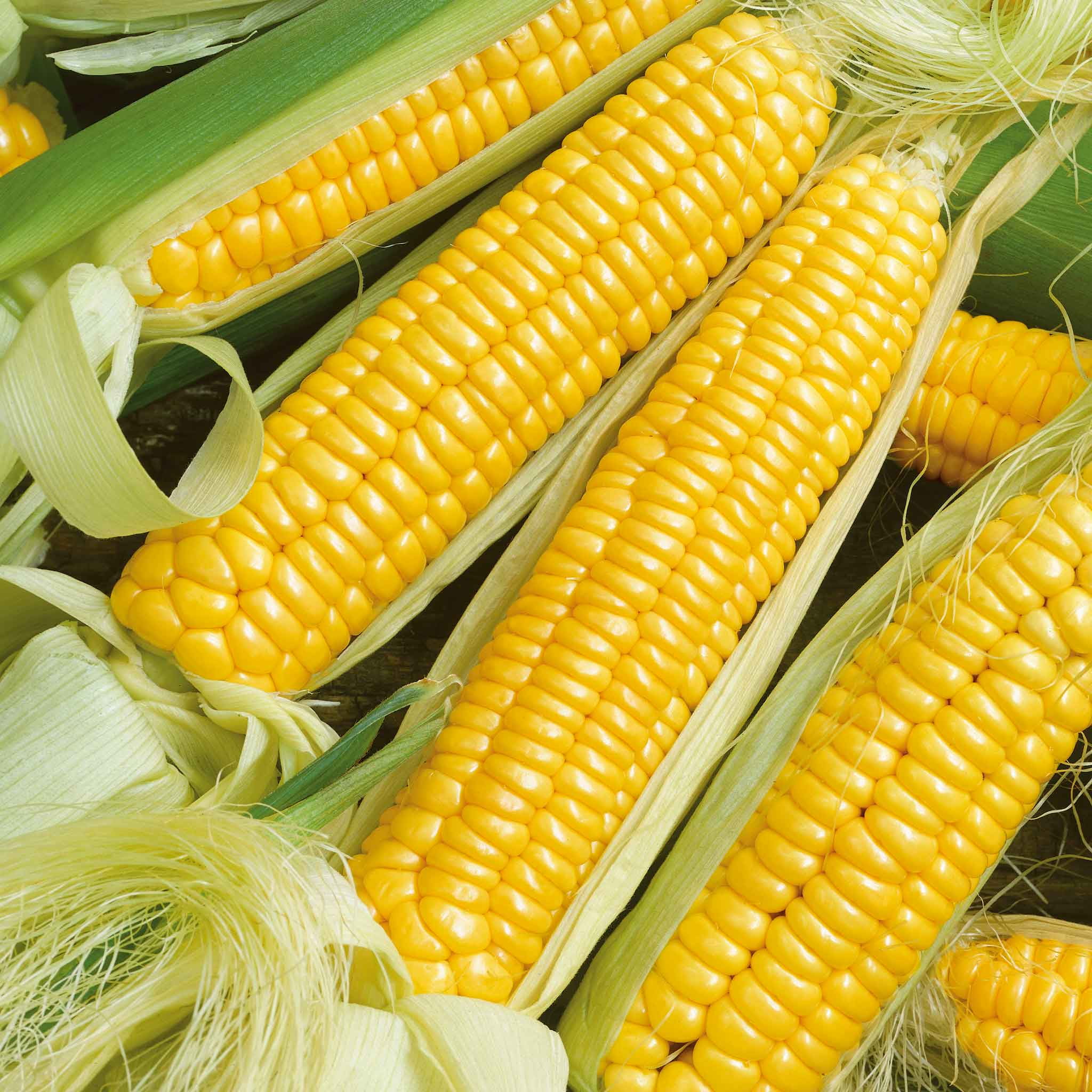 Eden Brothers Corn Seeds - Golden X Bantam - Walmart.com