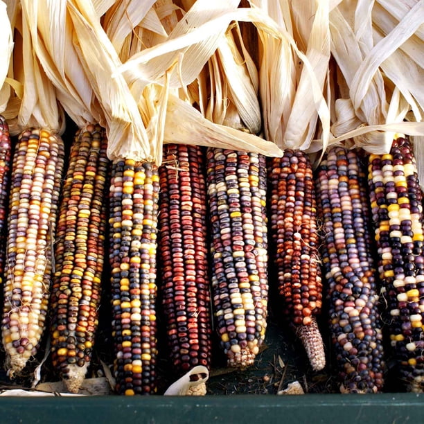 Eden Brothers Corn Seeds - Rainbow Mix - Walmart Business Supplies