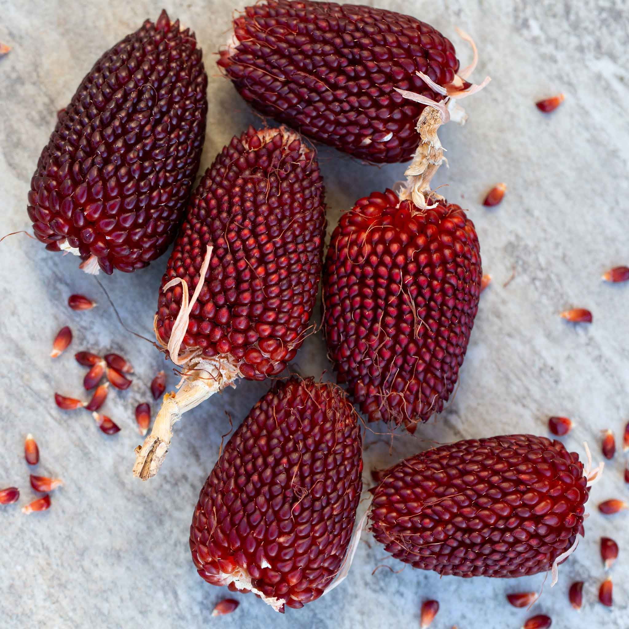 Eden Brothers Corn Seeds - Strawberry Popcorn - Walmart.com