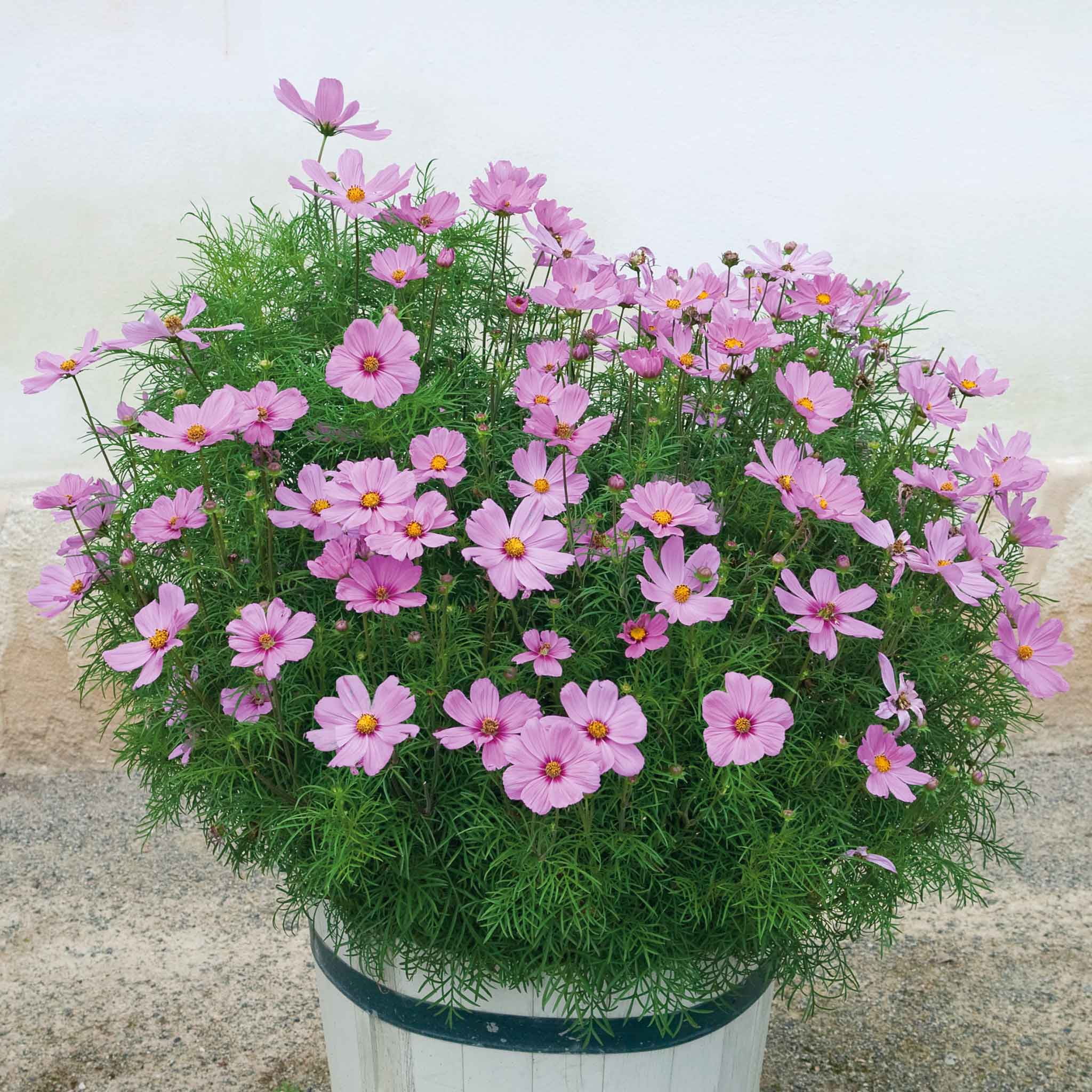 Eden Brothers Cosmos Seeds (Dwarf Early) - Rose Non-GMO Seeds for ...