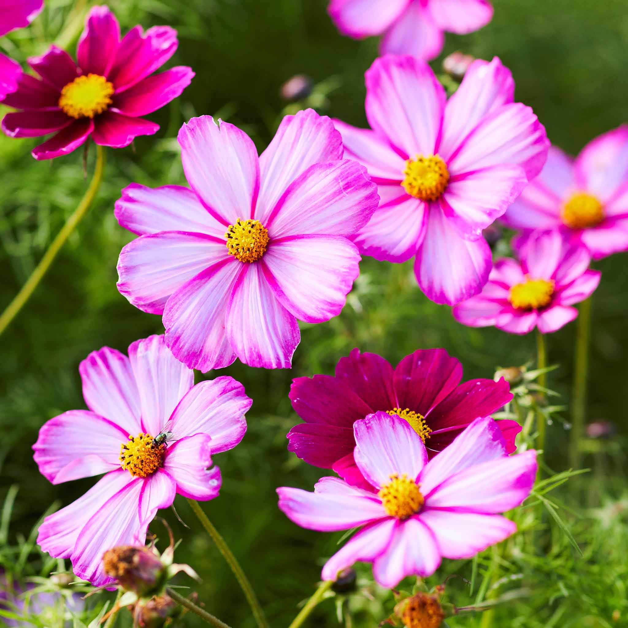 Eden Brothers Cosmos Seeds - Picotee - Walmart Business Supplies