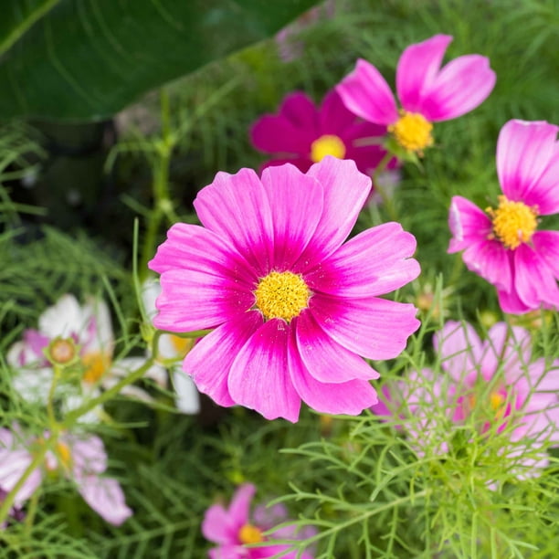 Eden Brothers Cosmos Seeds - Radiance - Walmart Business Supplies