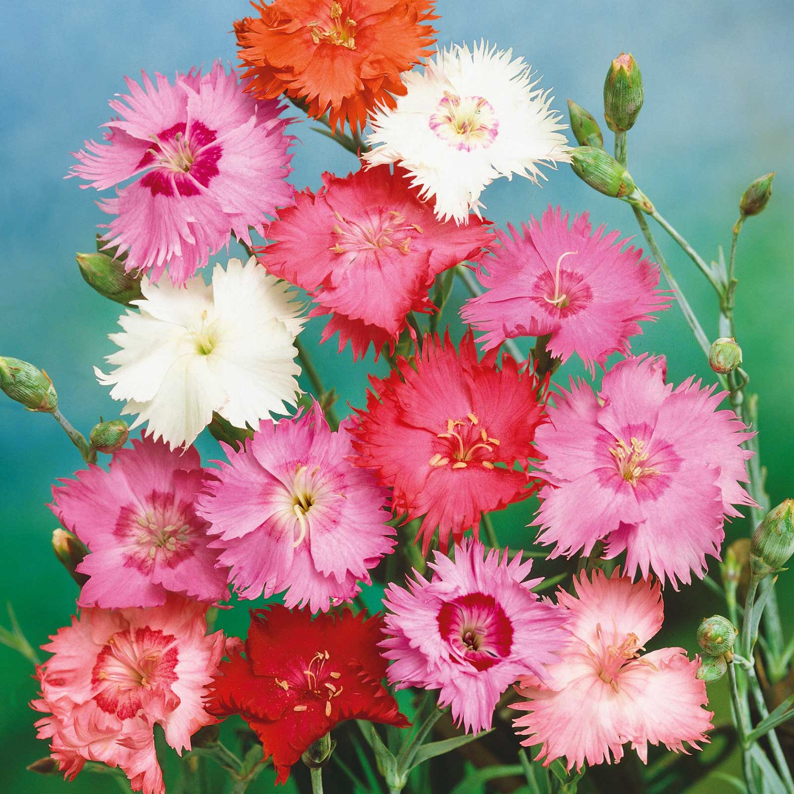 Eden Brothers Cottage Pink Seeds - Spring Beauty - Walmart.com
