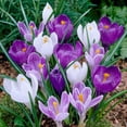 Eden Brothers Crocus Bulbs (Large Flowering) - Blue Moon Mix - Walmart.com