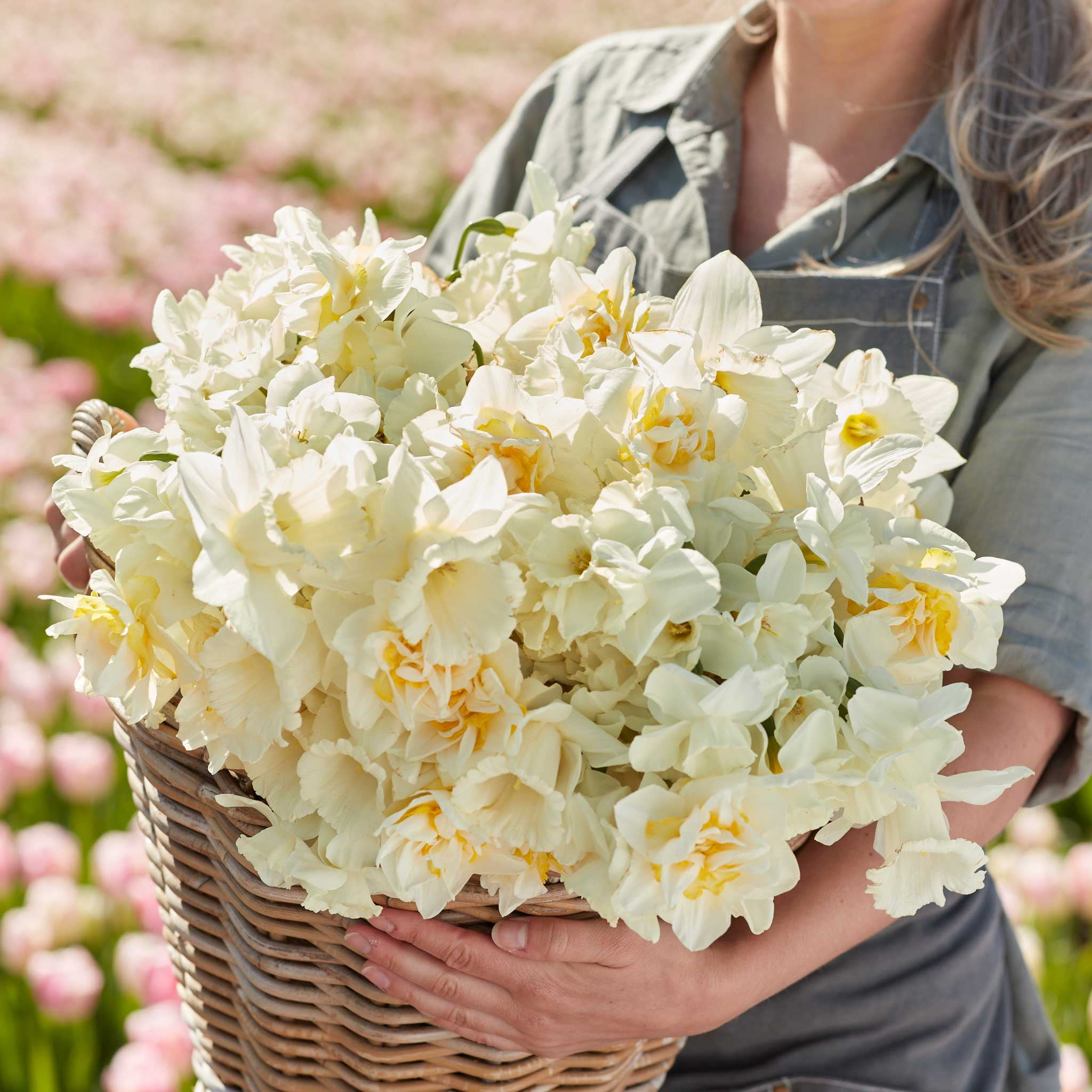 Eden Brothers Daffodil Bulbs, Lemondrop Mix, 100 Bulbs | Perennial ...