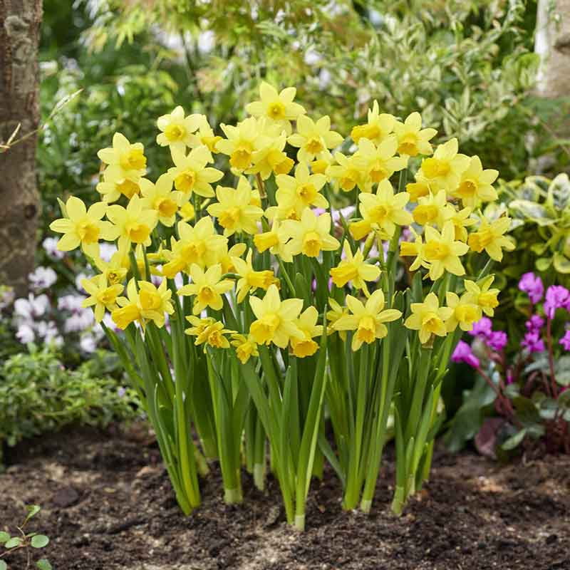 Eden Brothers Daffodil Bulbs, Tete a Tete, 100 Bulbs | Perennial ...