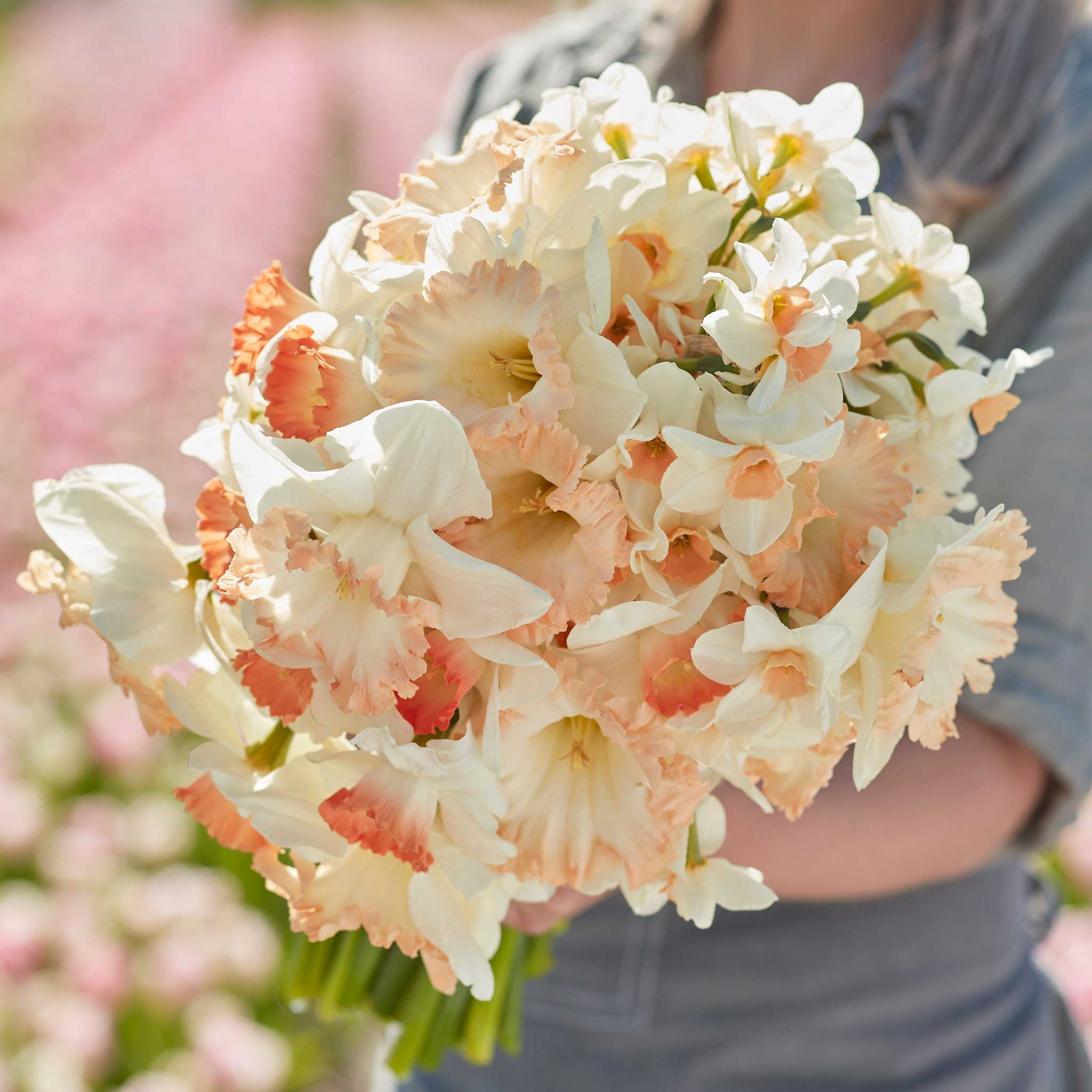 Eden Brothers Daffodil Bulbs, Pastel Charm Mix, 10 Bulbs | Perennial ...