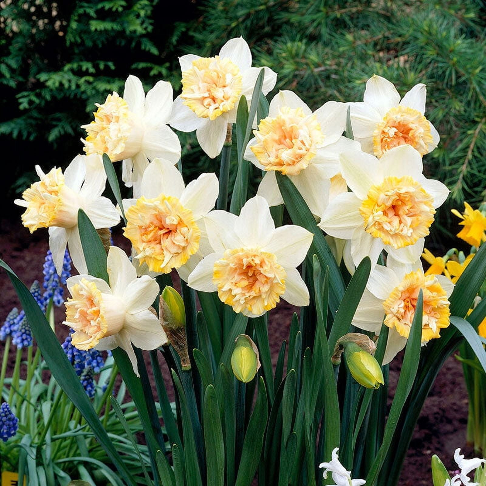Eden Brothers Daffodil Bulbs - Petit Four Non-GMO Bulbs for Planting, 100 Bulbs | Low ...